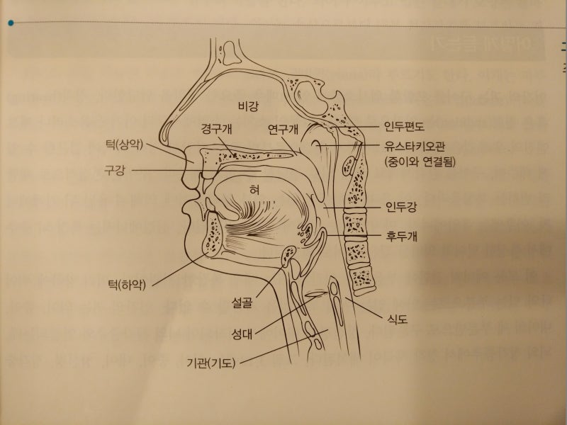 조음장애 원인은 구리남양주 언어치료 네이버 블로그
