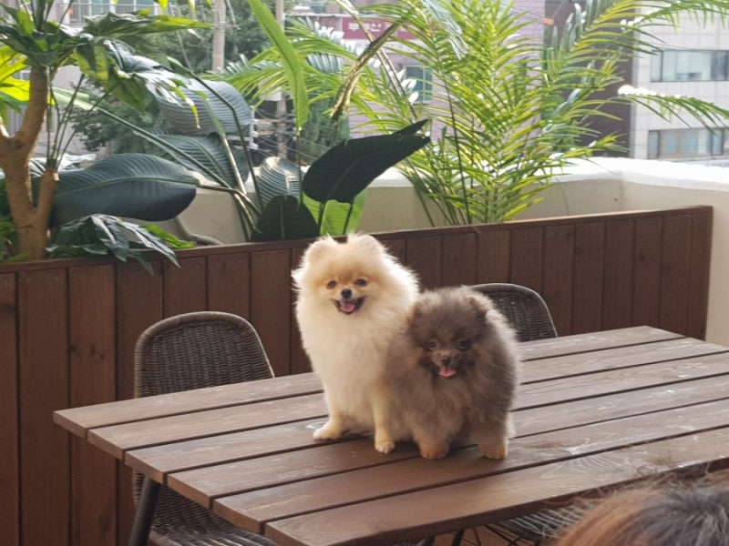 용산 애견동반술집 강아지사진관 울라스튜디오 네이버 블로그