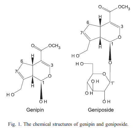 [치자] Geniposide - 한약 유래 성분 : 네이버 블로그