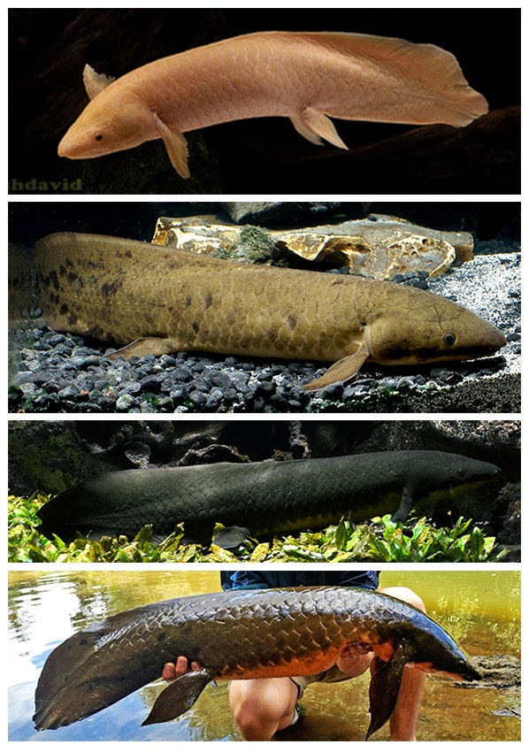 호주폐어 Australian lungfish, 네오케라토두스 폴스테리 : 네이버 블로그