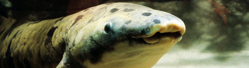 호주폐어 Australian lungfish, 네오케라토두스 폴스테리 : 네이버 블로그