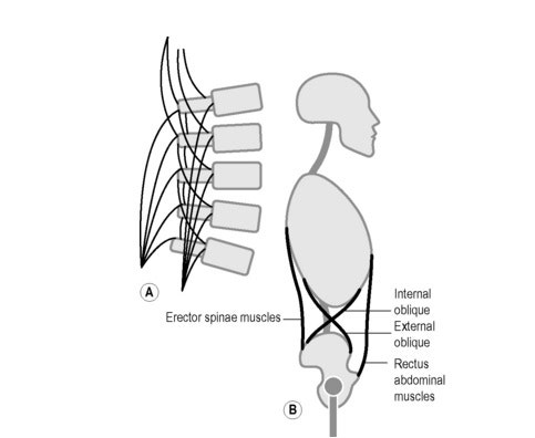 core muscle- global & local muscle, 필라테스의 기본 : 네이버 블로그