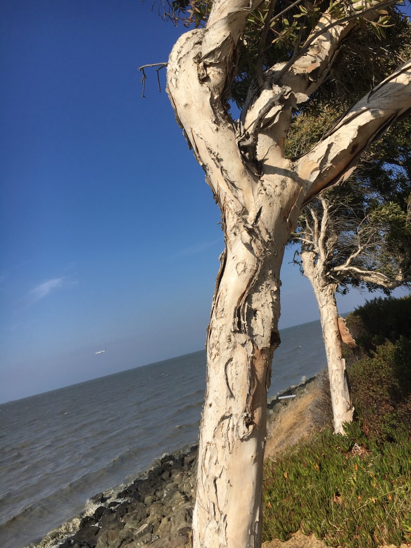 [미국] Blue gum eucalyptus in San Francisco bay : 네이버 블로그