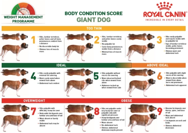 강아지, 고양이 다이어트 해야할까요? 비만도 체크 방법 BCS : 네이버 블로그