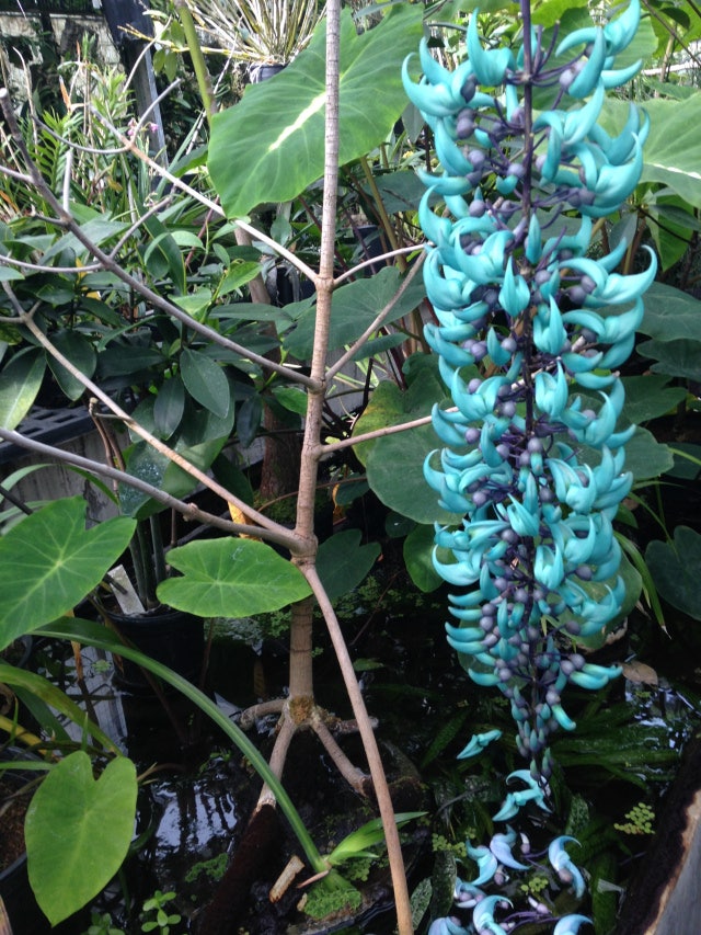 동전 수집 필리핀 5페소 TAYABAK : 네이버 블로그