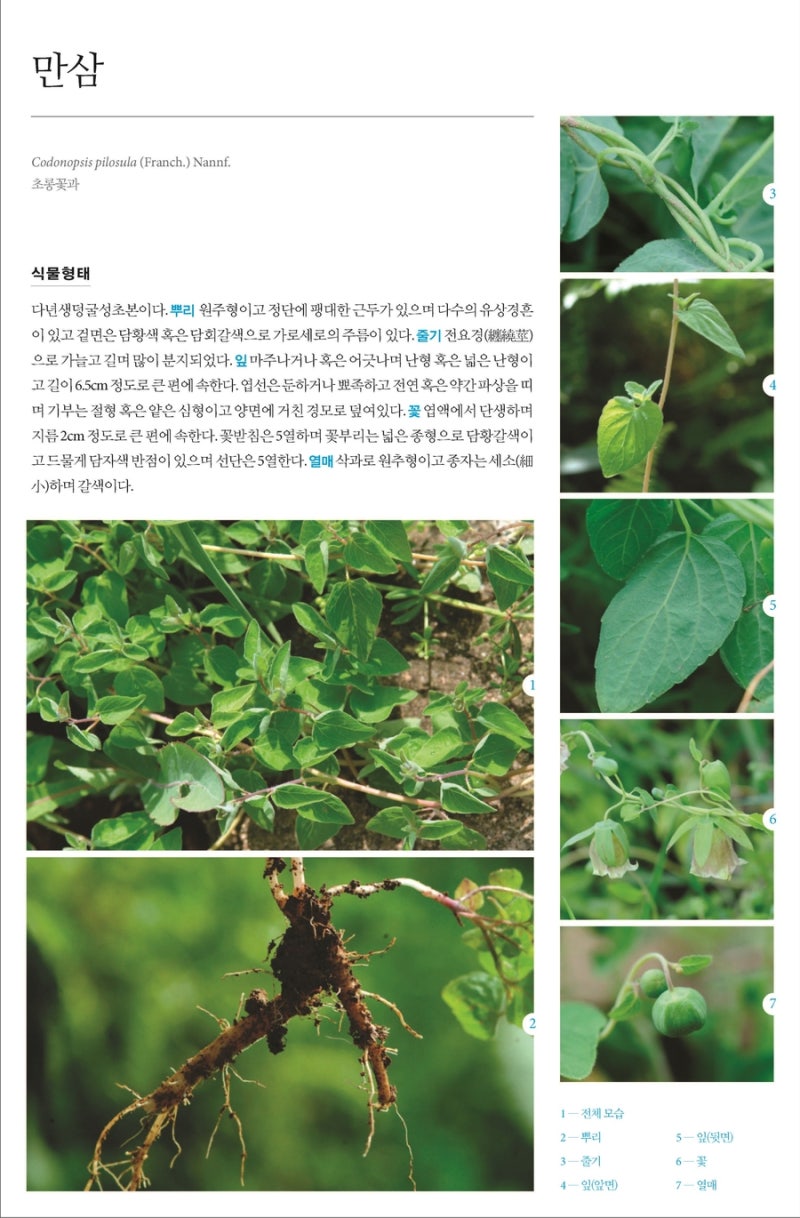 당삼, 黨參, Codonopsis Pilosulae Radix : 네이버 블로그