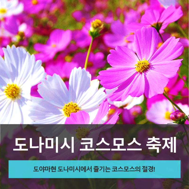 일본 소도시 여행 도야마 도야마현 도나미시의 코스모스 도야마 코스모스 네이버 블로그