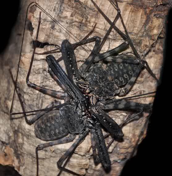 테일레스 휩 스콜피온(Tailless whip scorpion)[Damon sp] : 네이버 블로그
