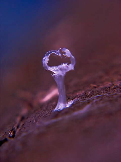 테일레스 휩 스콜피온(Tailless whip scorpion)[Damon sp] : 네이버 블로그