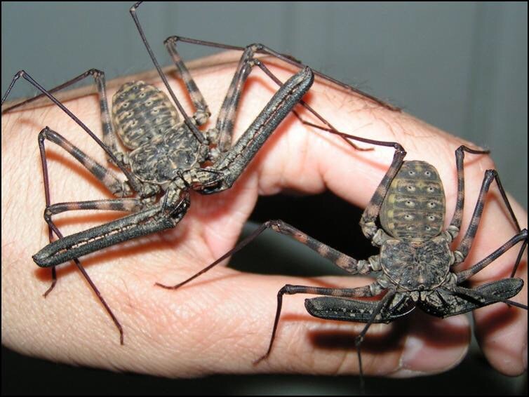 테일레스 휩 스콜피온(Tailless whip scorpion)[Damon sp] : 네이버 블로그