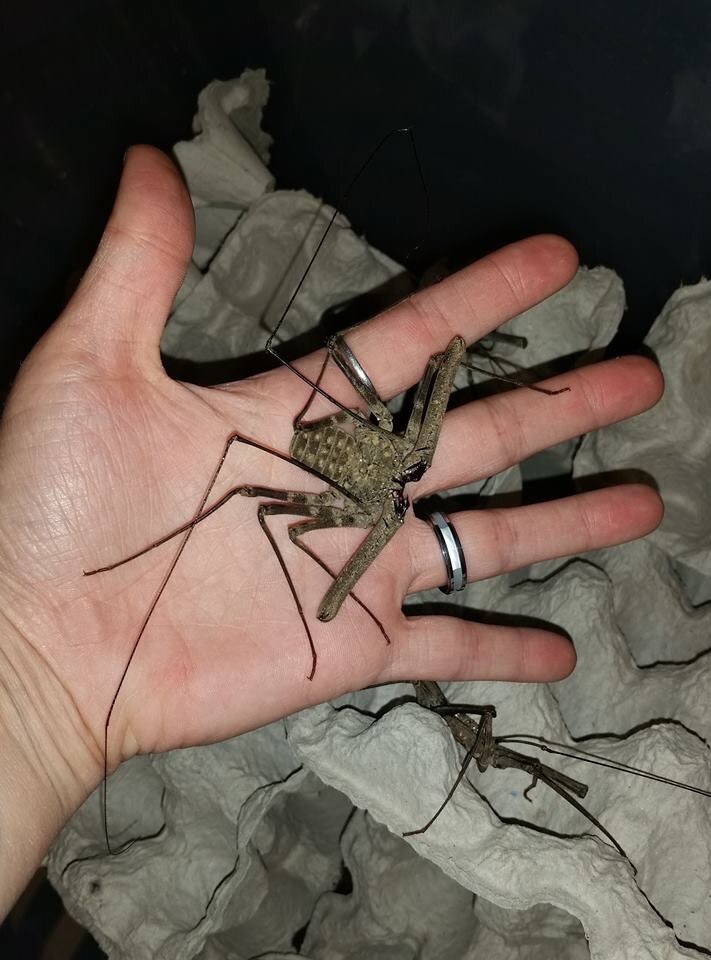 테일레스 휩 스콜피온(Tailless whip scorpion)[Damon sp] : 네이버 블로그