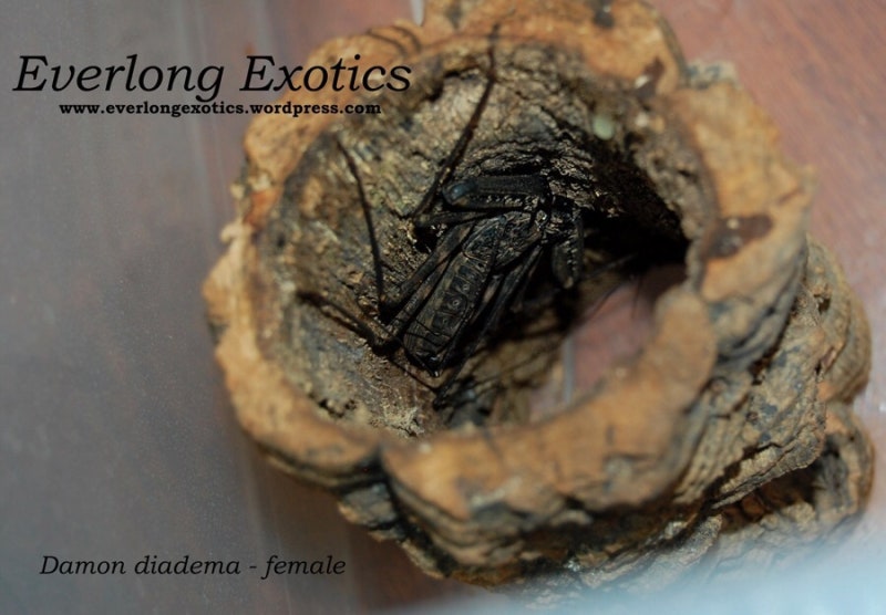 테일레스 휩 스콜피온(Tailless whip scorpion)[Damon sp] : 네이버 블로그