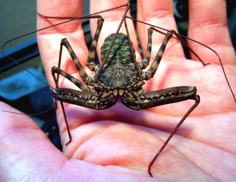 테일레스 휩 스콜피온(Tailless whip scorpion)[Damon sp] : 네이버 블로그