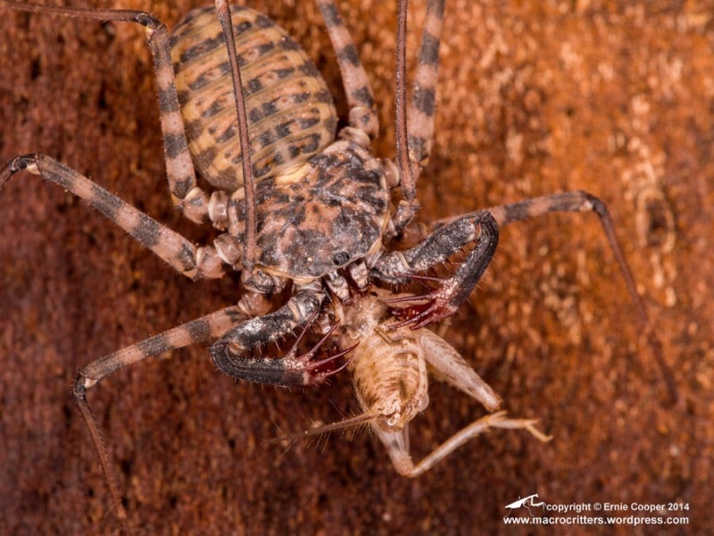 테일레스 휩 스콜피온(Tailless whip scorpion)[Damon sp] : 네이버 블로그