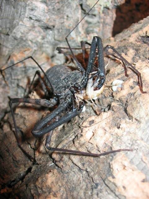 테일레스 휩 스콜피온(Tailless whip scorpion)[Damon sp] : 네이버 블로그