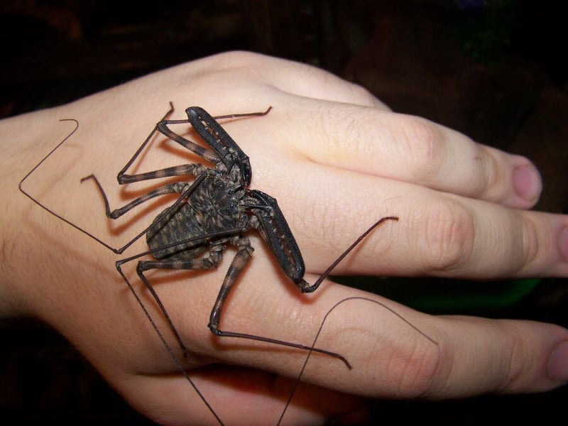 테일레스 휩 스콜피온(Tailless whip scorpion)[Damon sp] : 네이버 블로그