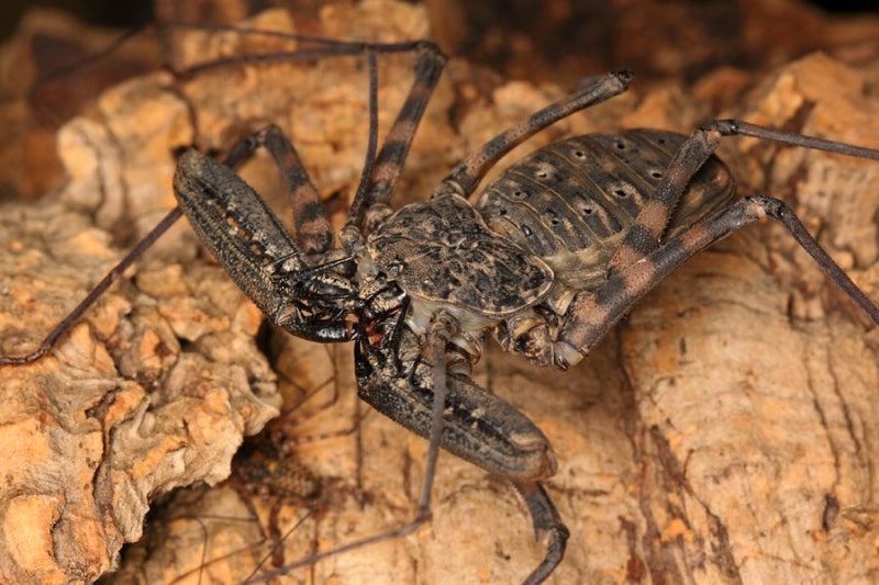테일레스 휩 스콜피온(Tailless whip scorpion)[Damon sp] : 네이버 블로그
