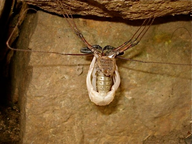 테일레스 휩 스콜피온(Tailless whip scorpion)[Damon sp] : 네이버 블로그