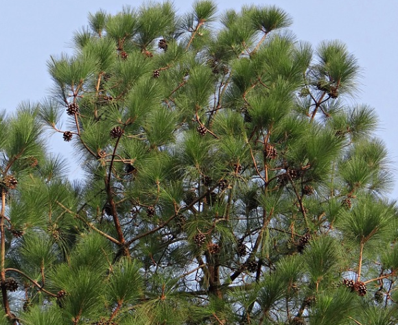 [코스밸리화장품 -화장품성분] 프랑스해안송껍질추출물 Pinus Pinaster Bark Extract : 네이버 블로그