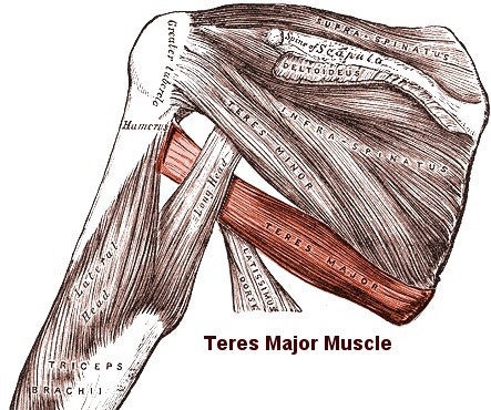 [기능해부학: 큰원근/대원근/teres major] 부착점 (origin), 작용점(insertion), 작용(action ...