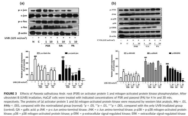 [노화/본초] 자외선B로 유발된 광노화에 대한 paeonol의 항노화 효과: DLD/Nrf2/ARE↑ MAPK/AP‐1↓ (in ...