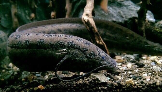 아프리칸 폐어(African lungfish)[Protopterus sp] : 네이버 블로그