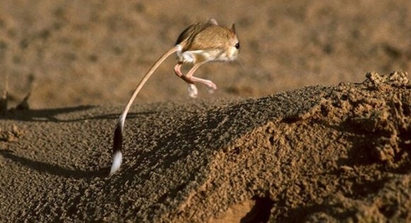 캥거루쥐(Kangeroo rat)[Dipodomys sp] : 네이버 블로그