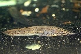 아프리칸 폐어(African lungfish)[Protopterus sp] : 네이버 블로그