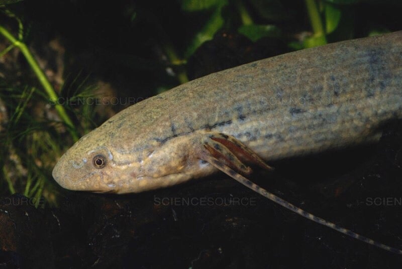 아프리칸 폐어(African lungfish)[Protopterus sp] : 네이버 블로그