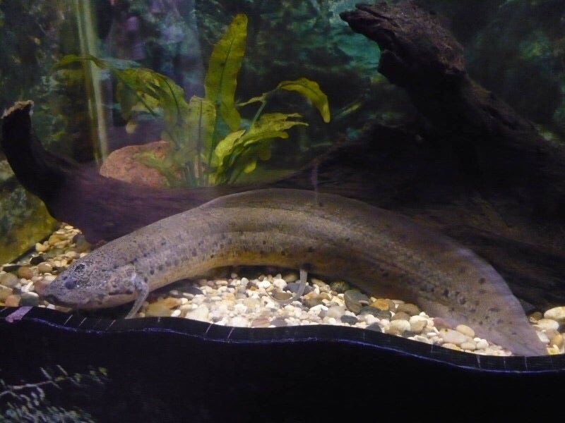 아프리칸 폐어(African lungfish)[Protopterus sp] : 네이버 블로그