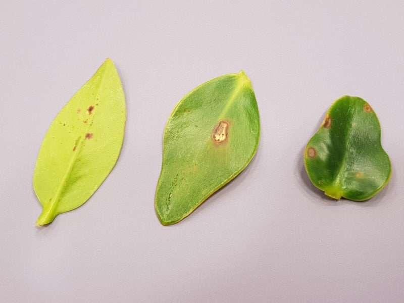 울산꽃집 사랑은 크루시아 잎에 쓰세요 크루시아키우기 가지치기 네이버 블로그