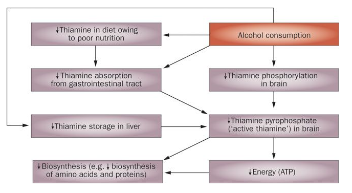 Thiamine 유도체 (활성형 비타민 B1, 활성형 티아민) 종류, Benfotiamine (벤포티아민 ...