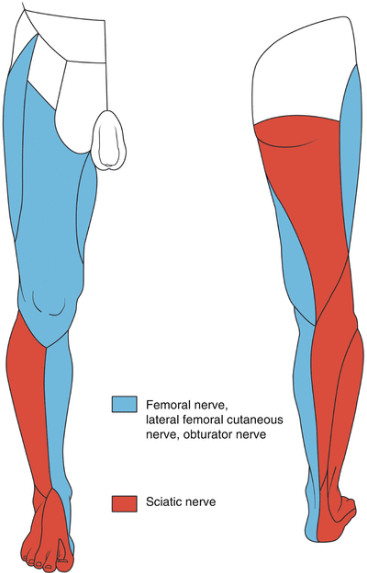 Sciatic Nerve Dermatome