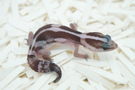 렙타일코리아) 고퀄리티 펫테일 게코 분양 리스트!!! : 네이버 블로그