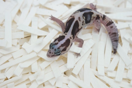 렙타일코리아) 고퀄리티 펫테일 게코 분양 리스트!!! : 네이버 블로그