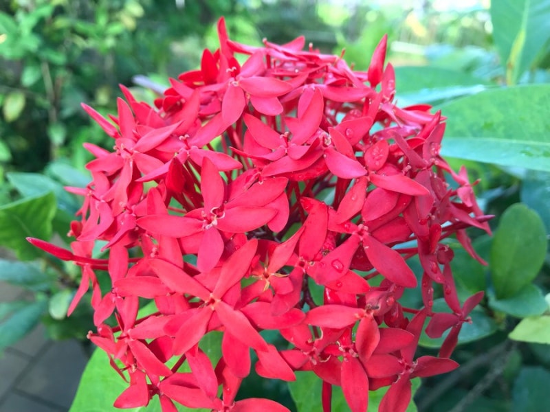 도쿄여행 도쿄식물원 유메노시마 열대식물원 유리온실 돔 Yumenoshima Tropical Greenhouse Dome ...