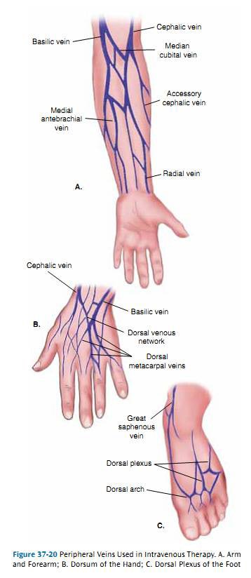 핵심기본간호술기 여섯번째 : 정맥주사(Intravenous Injection, IV) / 이론편 : 네이버 블로그