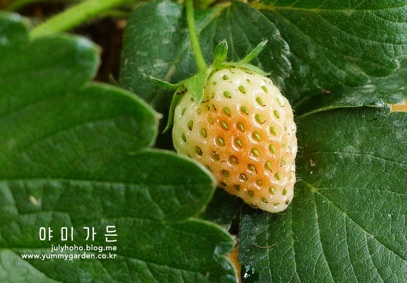 집에서 딸기키우기 씨앗부터 딸기 키우는방법 1편 네이버 블로그