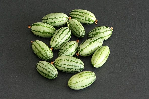 초미니수박 Pepquino Micro Melons : 네이버 블로그