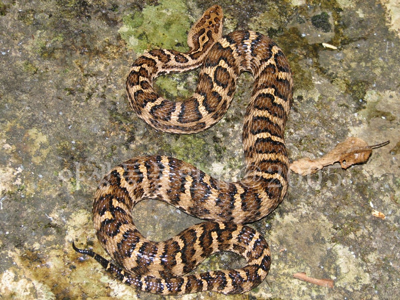 살무사(Korean viper)[Gloydius sp] : 네이버 블로그
