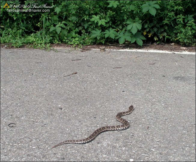 살무사(Korean viper)[Gloydius sp] : 네이버 블로그