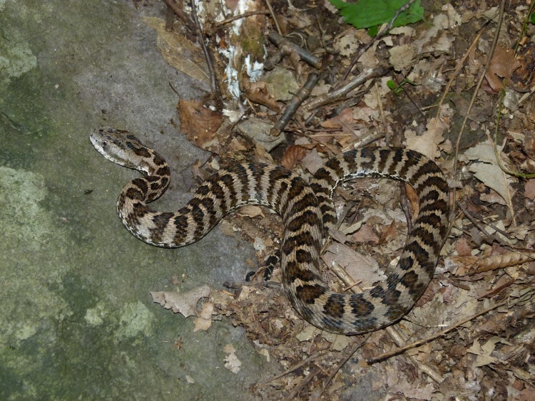 살무사(Korean viper)[Gloydius sp] : 네이버 블로그