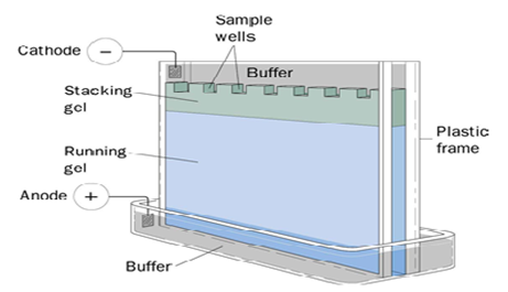 2. SDS-PAGE(pI&원리) : 네이버 블로그