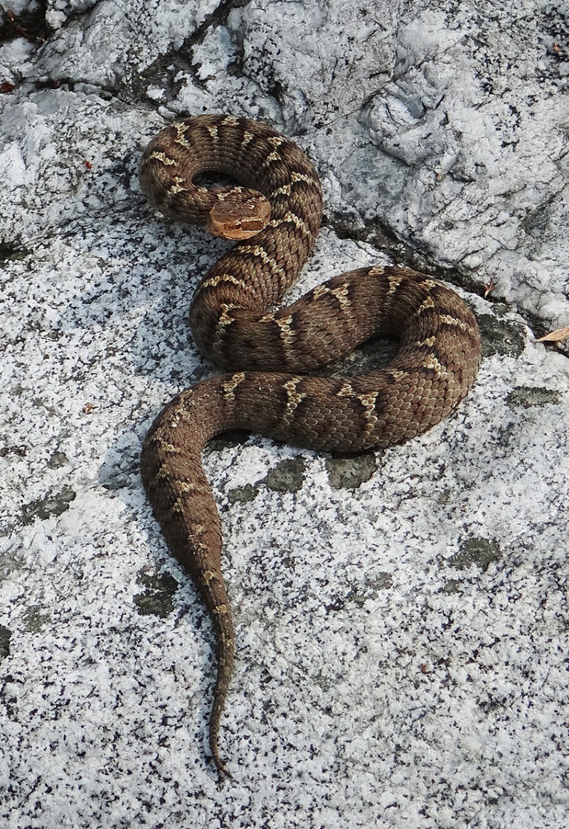 살무사(Korean viper)[Gloydius sp] : 네이버 블로그