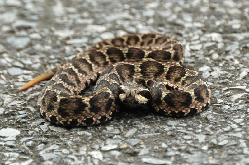 살무사(Korean viper)[Gloydius sp] : 네이버 블로그