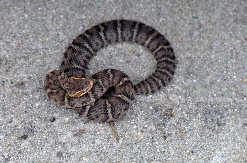 살무사(Korean viper)[Gloydius sp] : 네이버 블로그