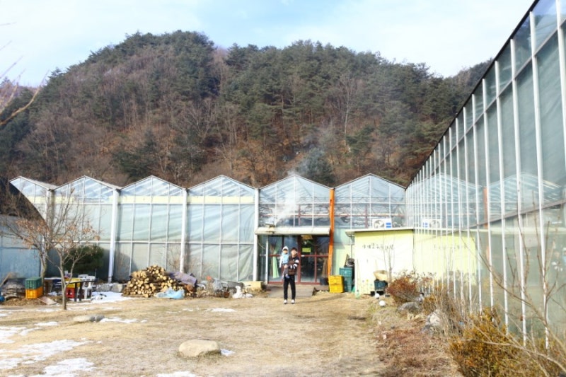 원주농장체험 영흥영농 사계절수목화원 원주귤따기체험 딸기체험 신림영흥영농 체험학습 네이버 블로그