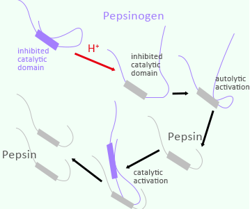 Pepsinogen(PG.펩시노겐) I, II ratio : 네이버 블로그