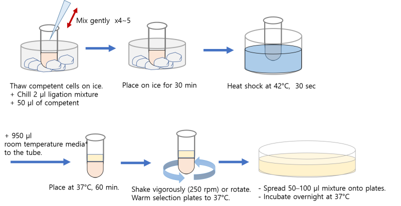 Bacterial Transformation Heat Shock
