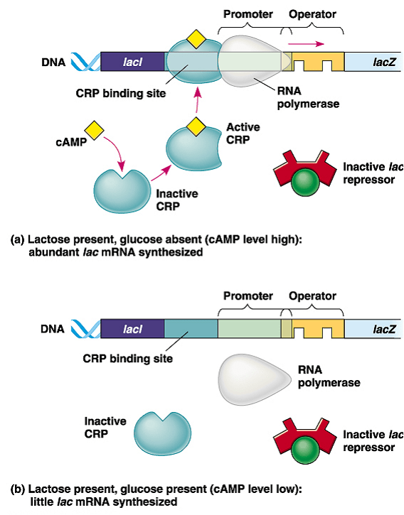 lactose operon(젖당오페론) : 네이버 블로그